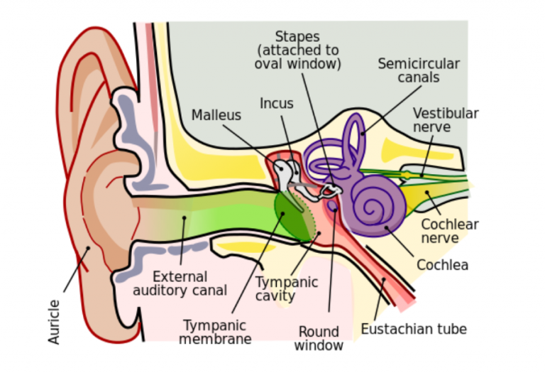A Guide to Tensor Tympani Syndrome: Its Causes, Symptoms, and Treatment